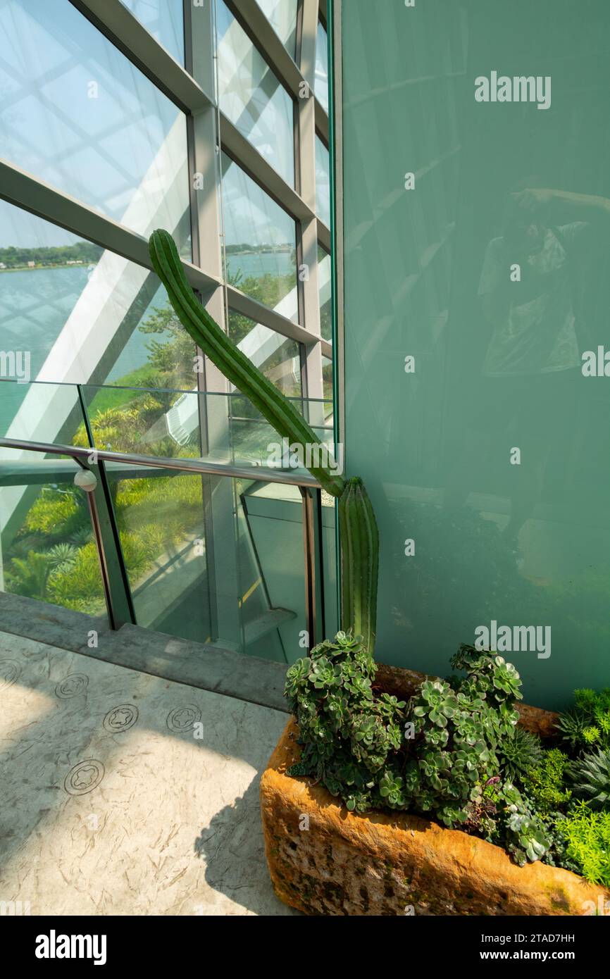 Cactus at the Flower dome. Singapore Stock Photo - Alamy