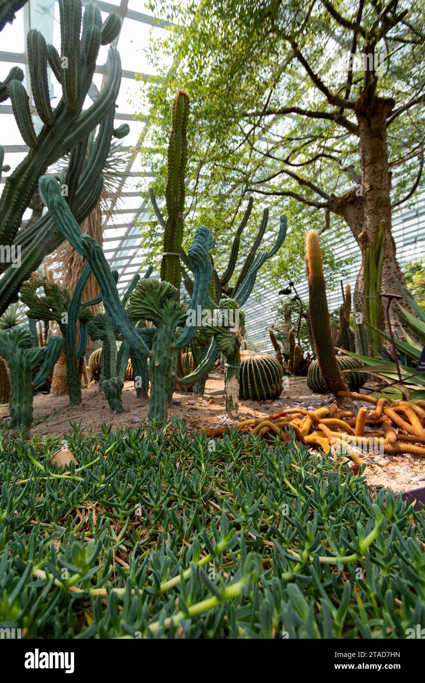 Cactus at the Flower dome. Singapore Stock Photo - Alamy