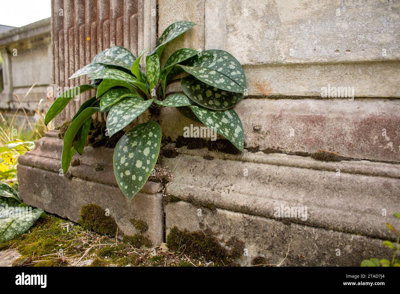 Pulmonaria plant in cemetery growing on the stone tomb. UK. London ...