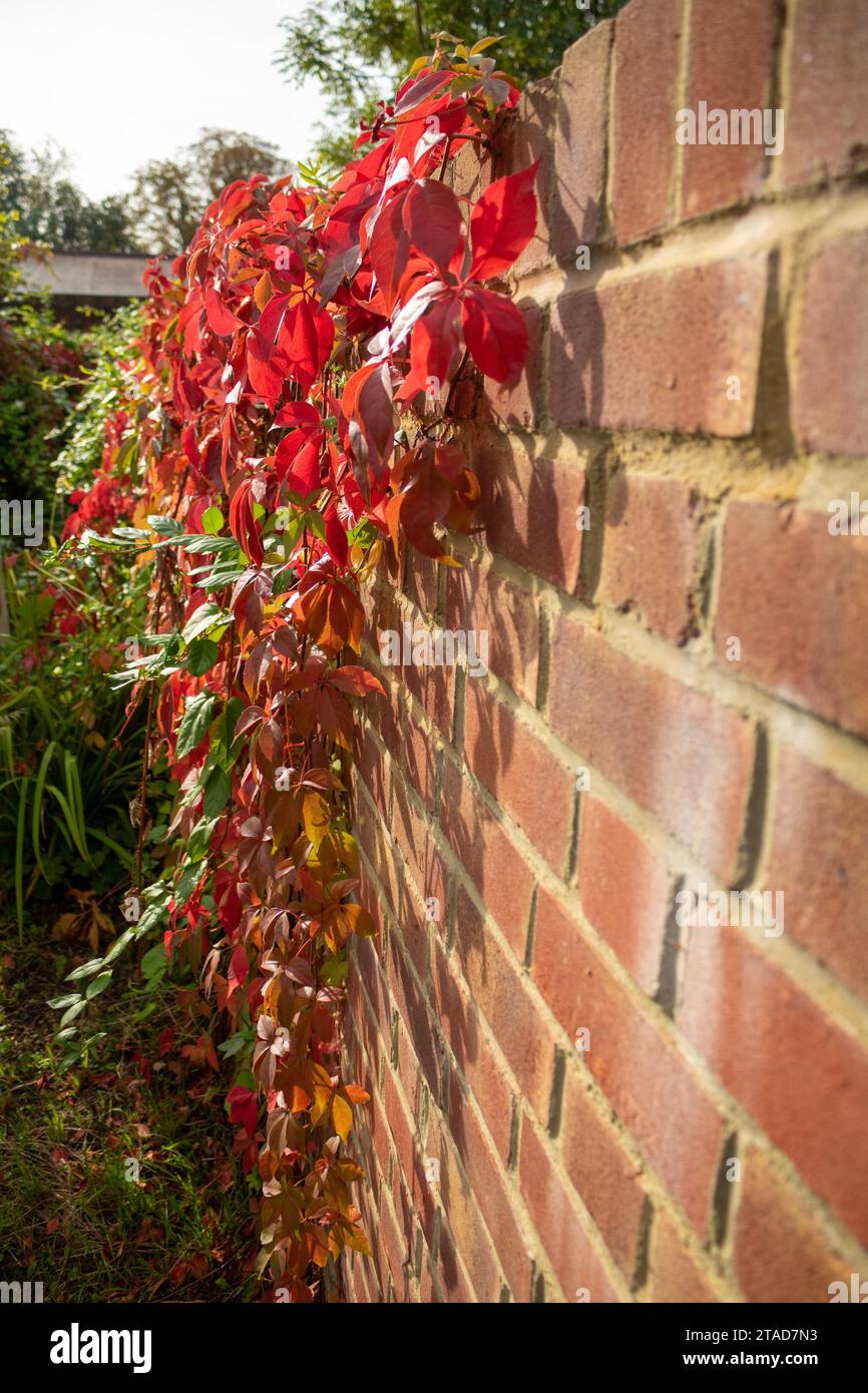 Autumn red colour leaves of climbing vine on red brick wall Stock Photo ...
