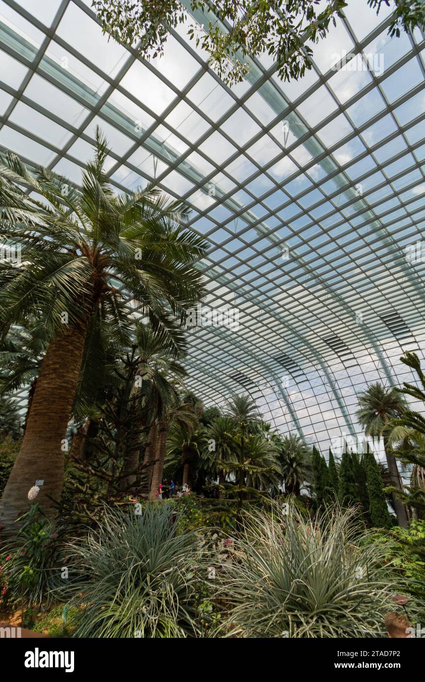 Palm tree at the Flower dome. Singapore Stock Photo - Alamy