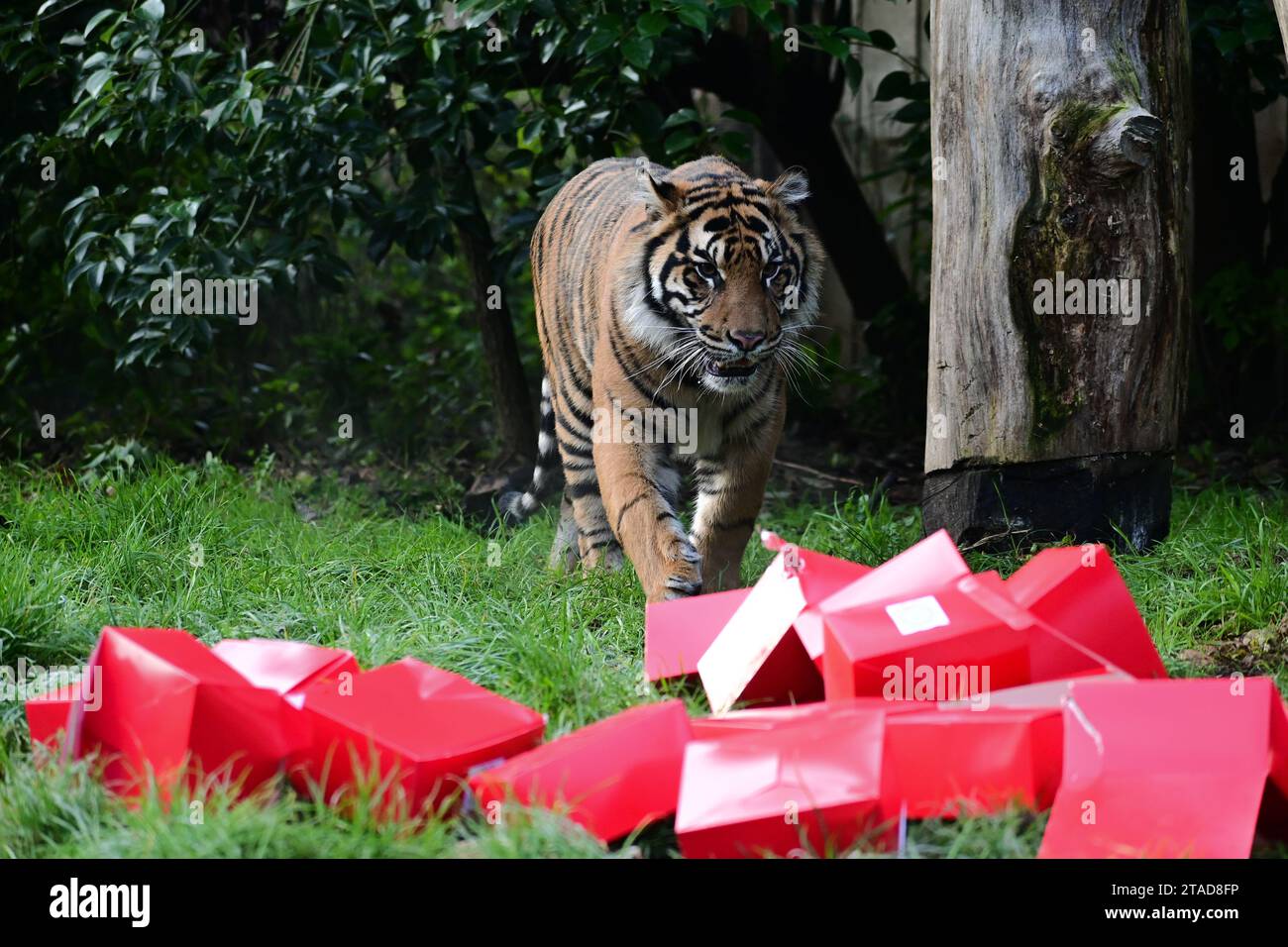 London, UK. 30th Nov, 2023. Animals advent surprises at London Zoo kick ...
