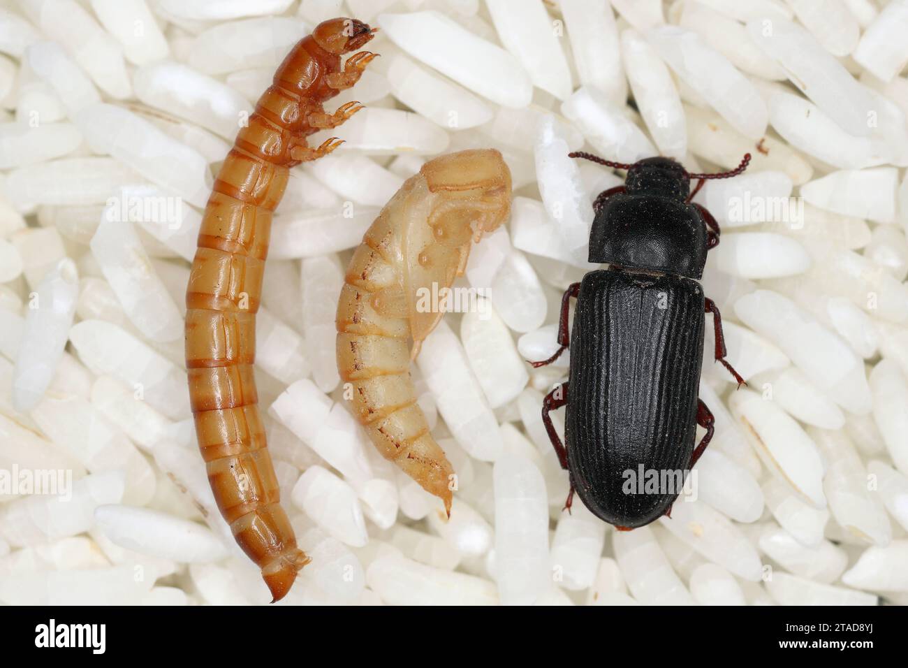Insects meal rice hi-res stock photography and images - Alamy