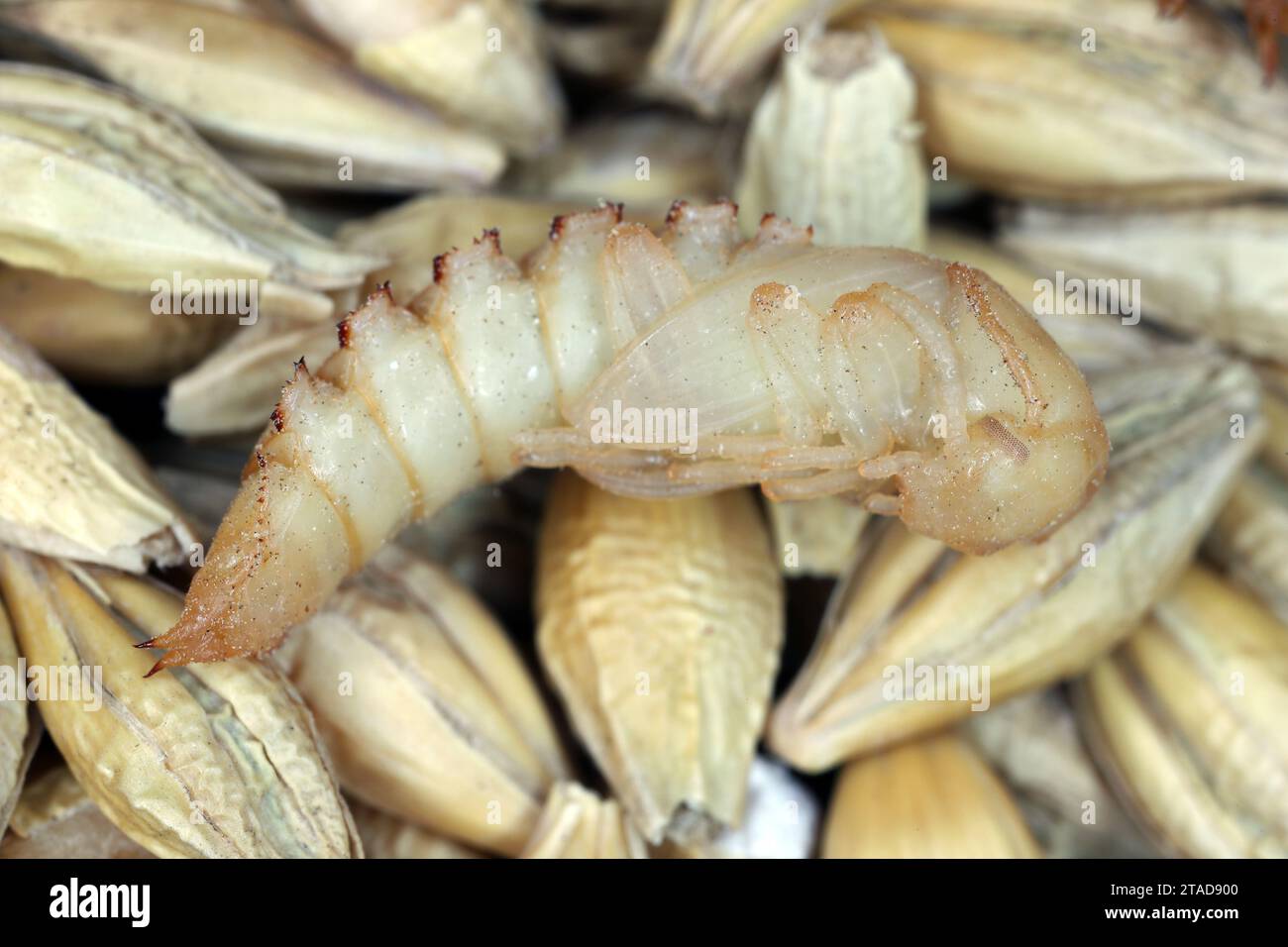 Darkling beetle pupa Tenebrio molitor on cereal grain Stock Photo - Alamy