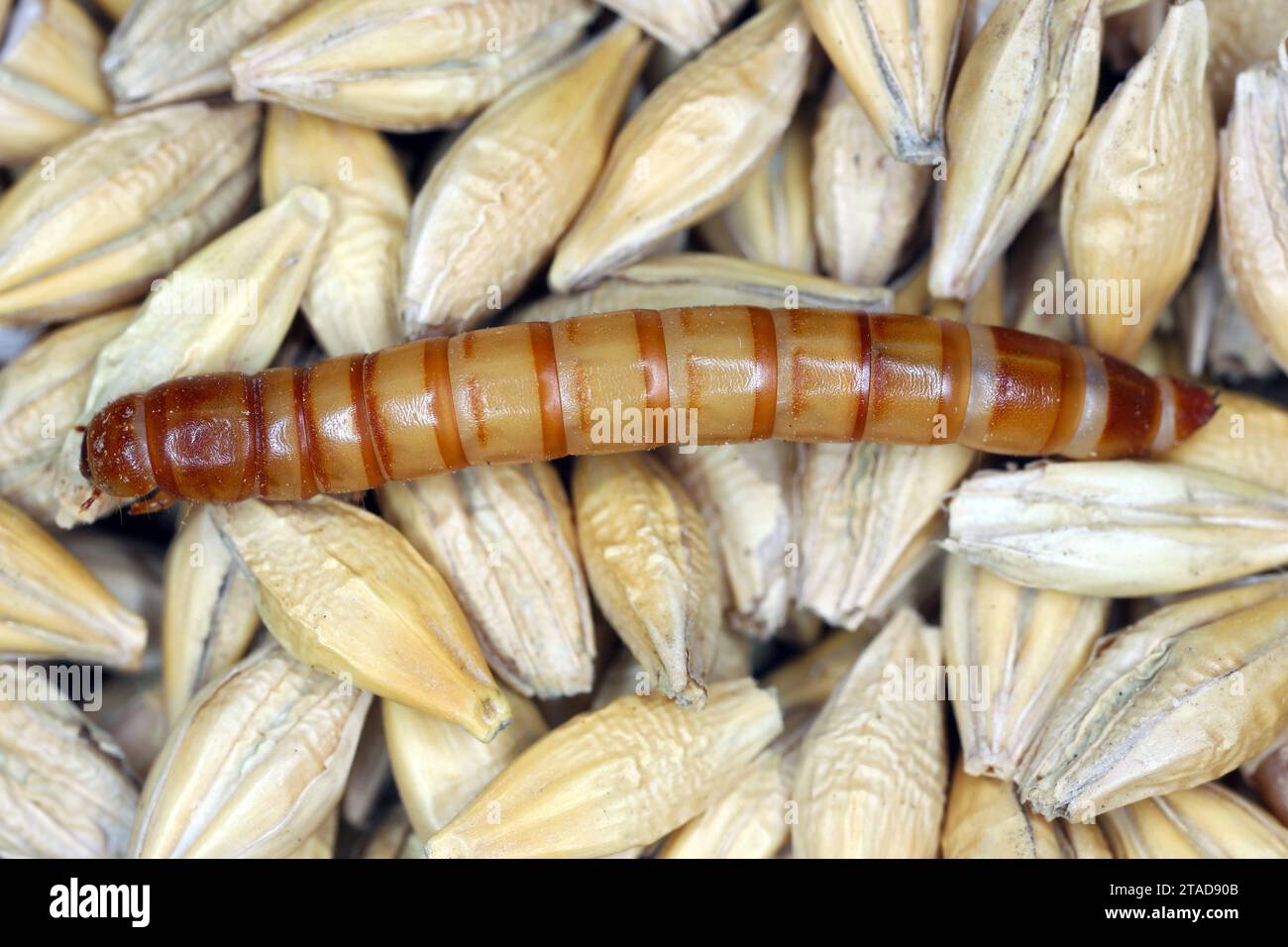 Darkling beetle larva Tenebrio molitor on cereal grain Stock Photo - Alamy