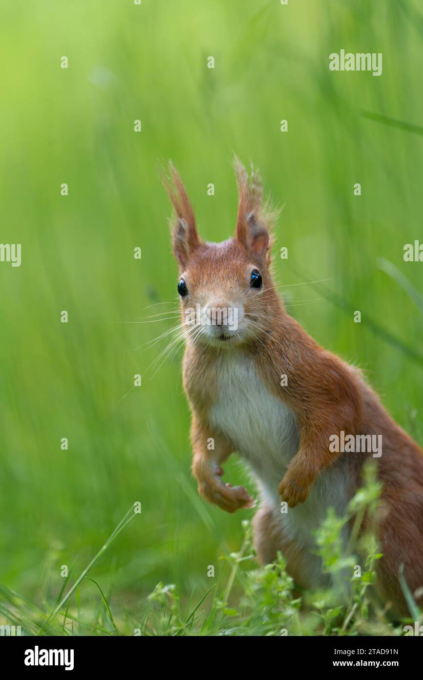 A squirrel standing in a field of tall grass with its paws raised ...