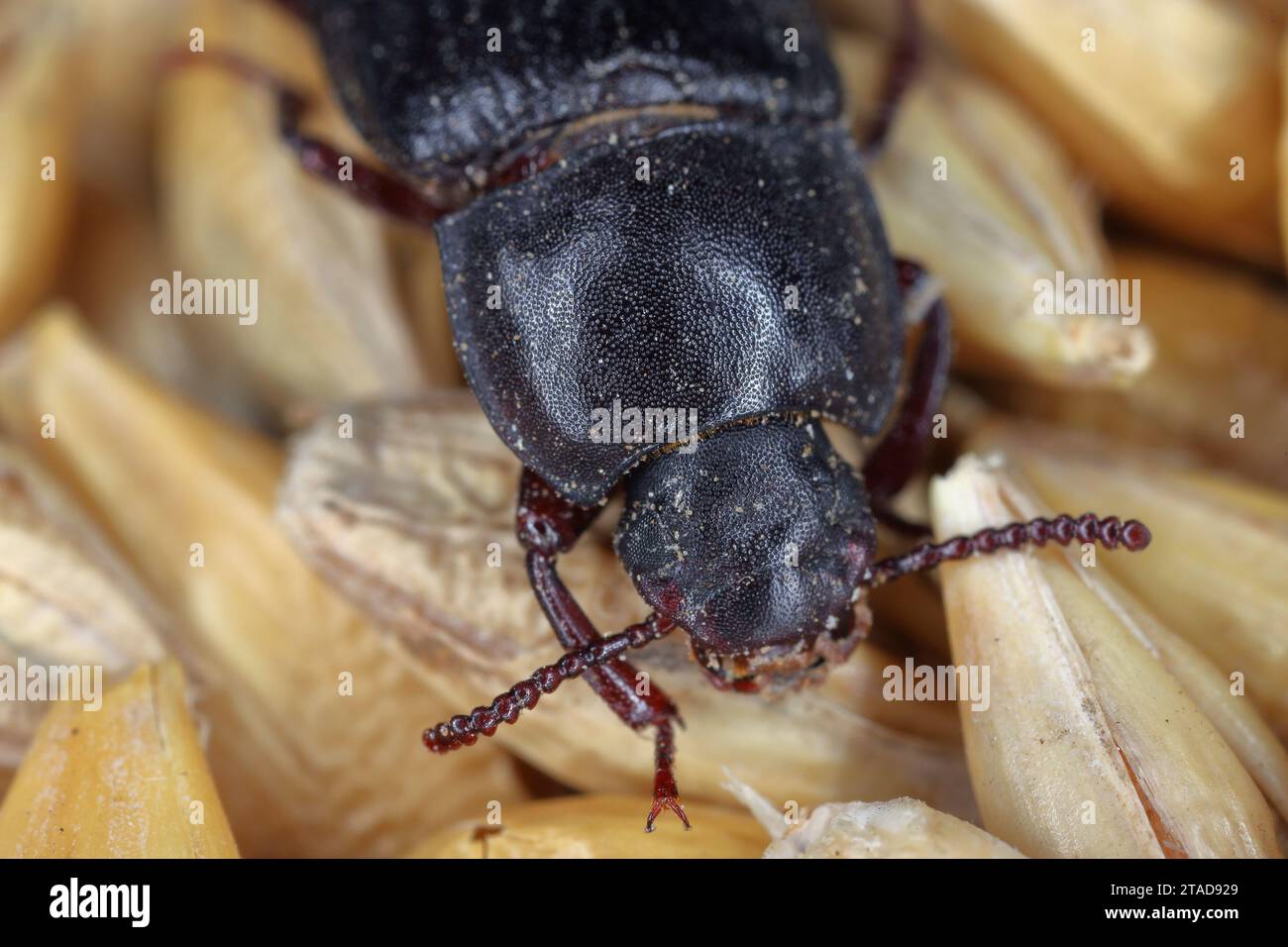 Darkling beetle Tenebrio molitor Adult Beetle on cereal grain. Close-up ...