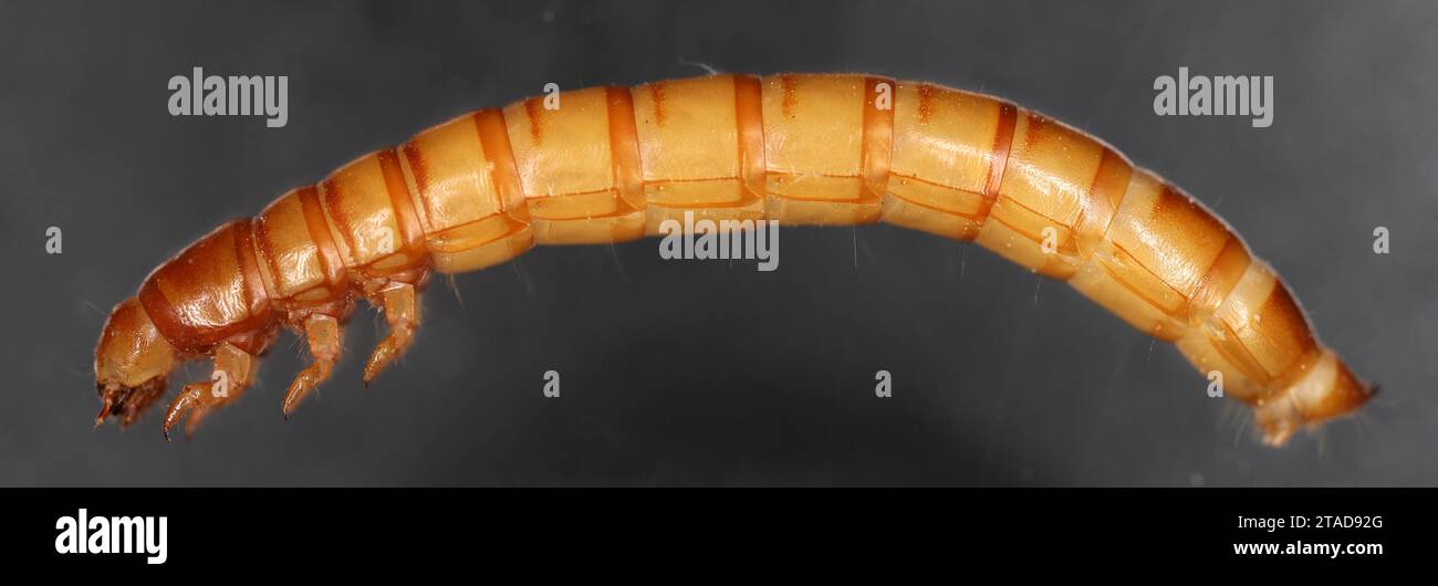 Darkling beetle Tenebrio molitor Larva of Beetle on a dark background ...