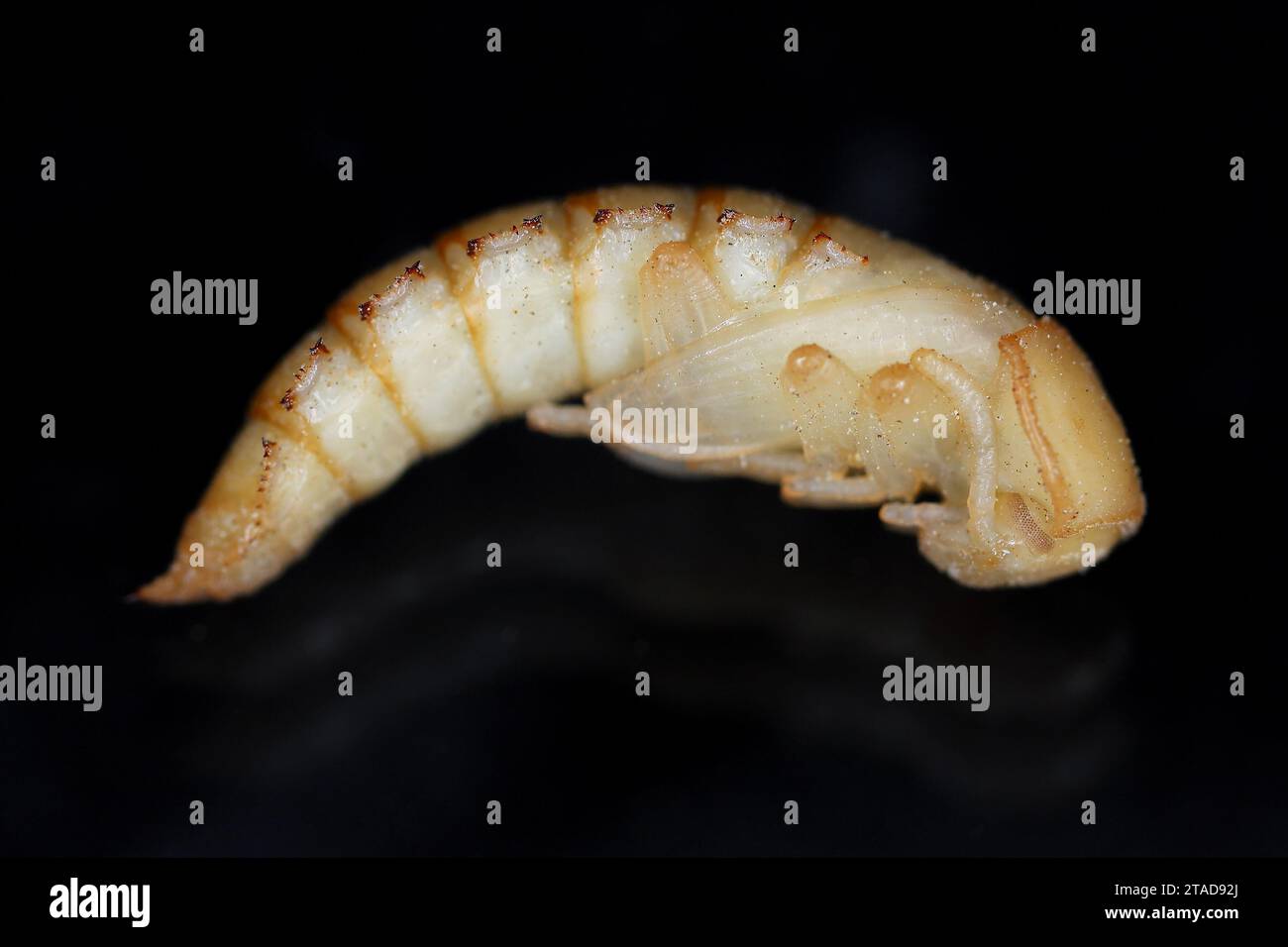 Pupa isolated from background hi-res stock photography and images - Alamy