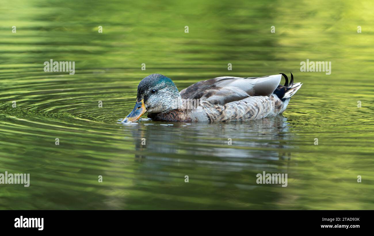 A duck is swimming in a lake, its rippling wake disturbed by the gentle ...