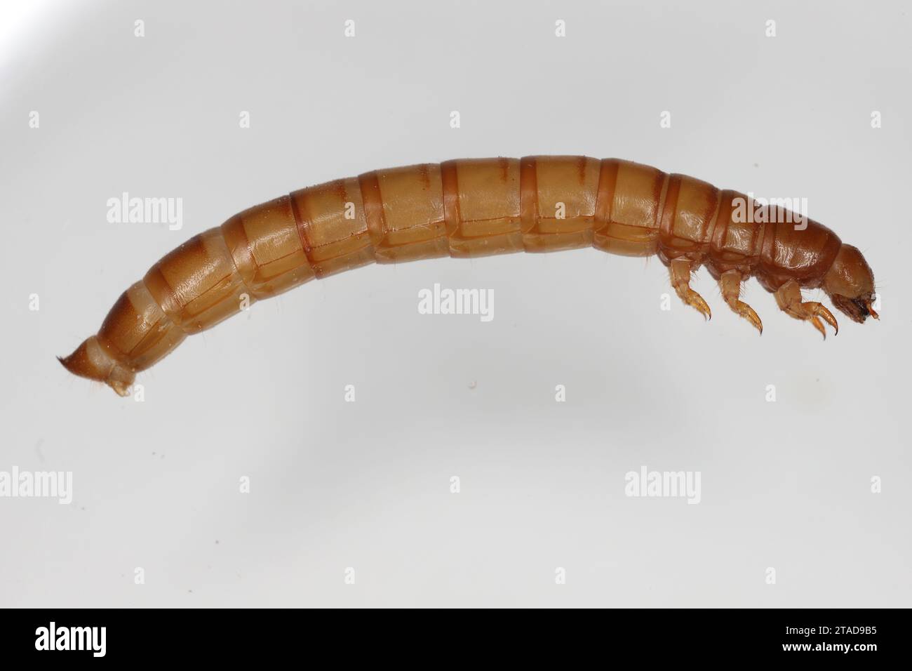 Darkling beetle Tenebrio molitor Larva of Beetle on a grey background ...