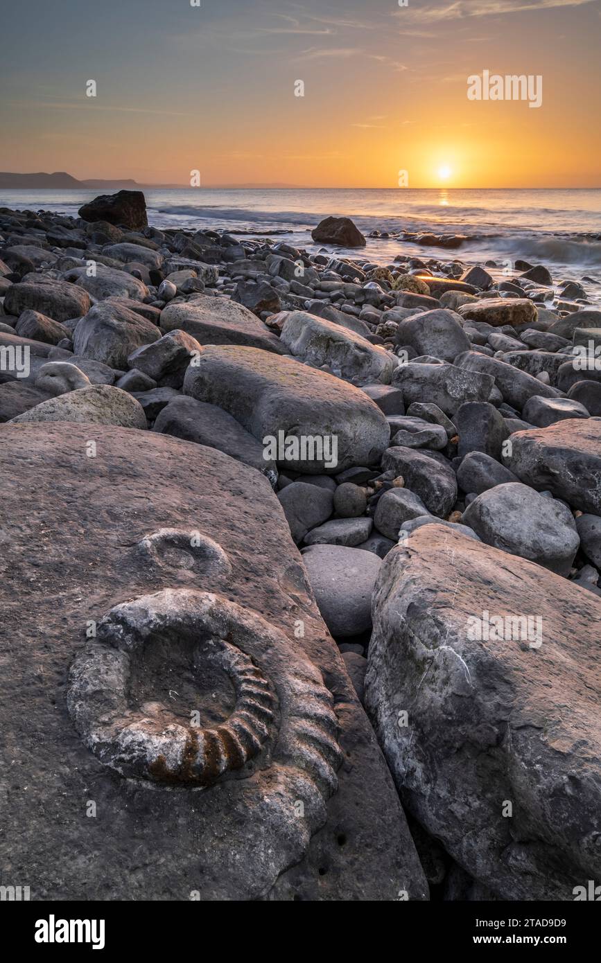 Lyme regis fossils hi-res stock photography and images - Alamy