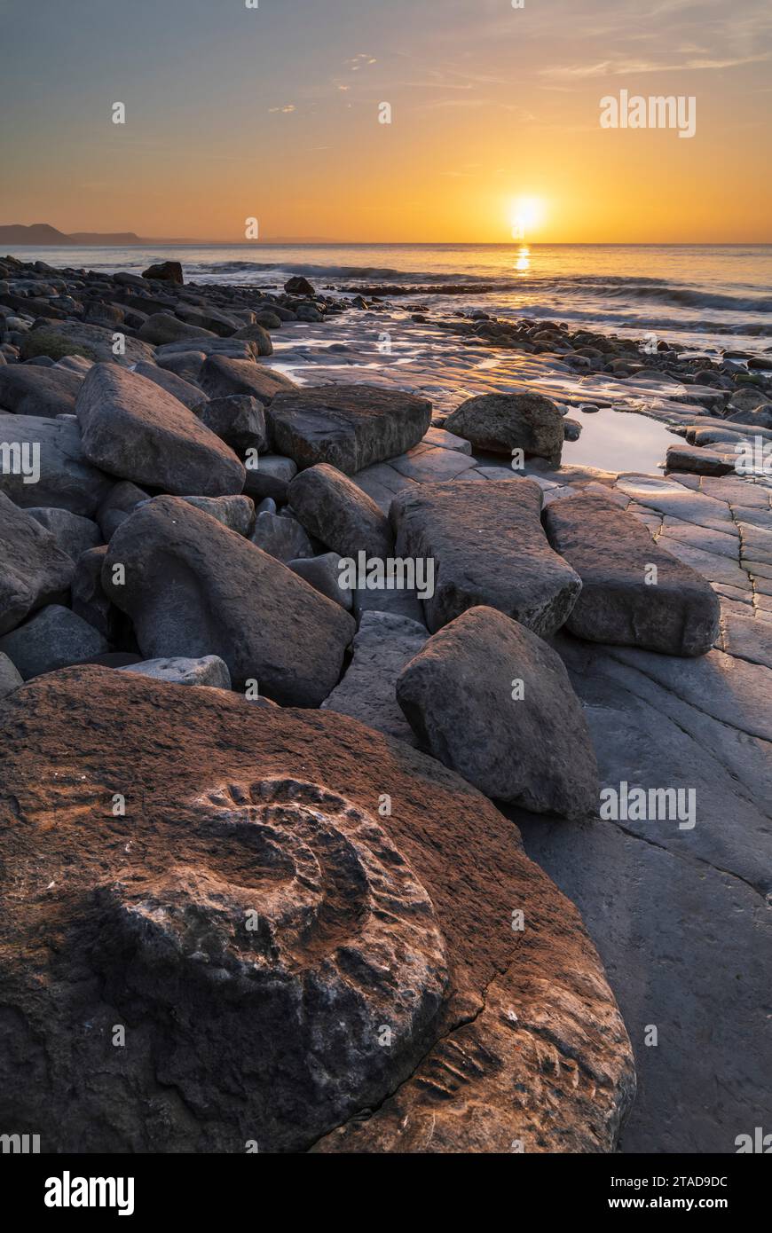 Fossilized ammonite on the Ammonite Pavement at sunrise, Lyme Regis ...