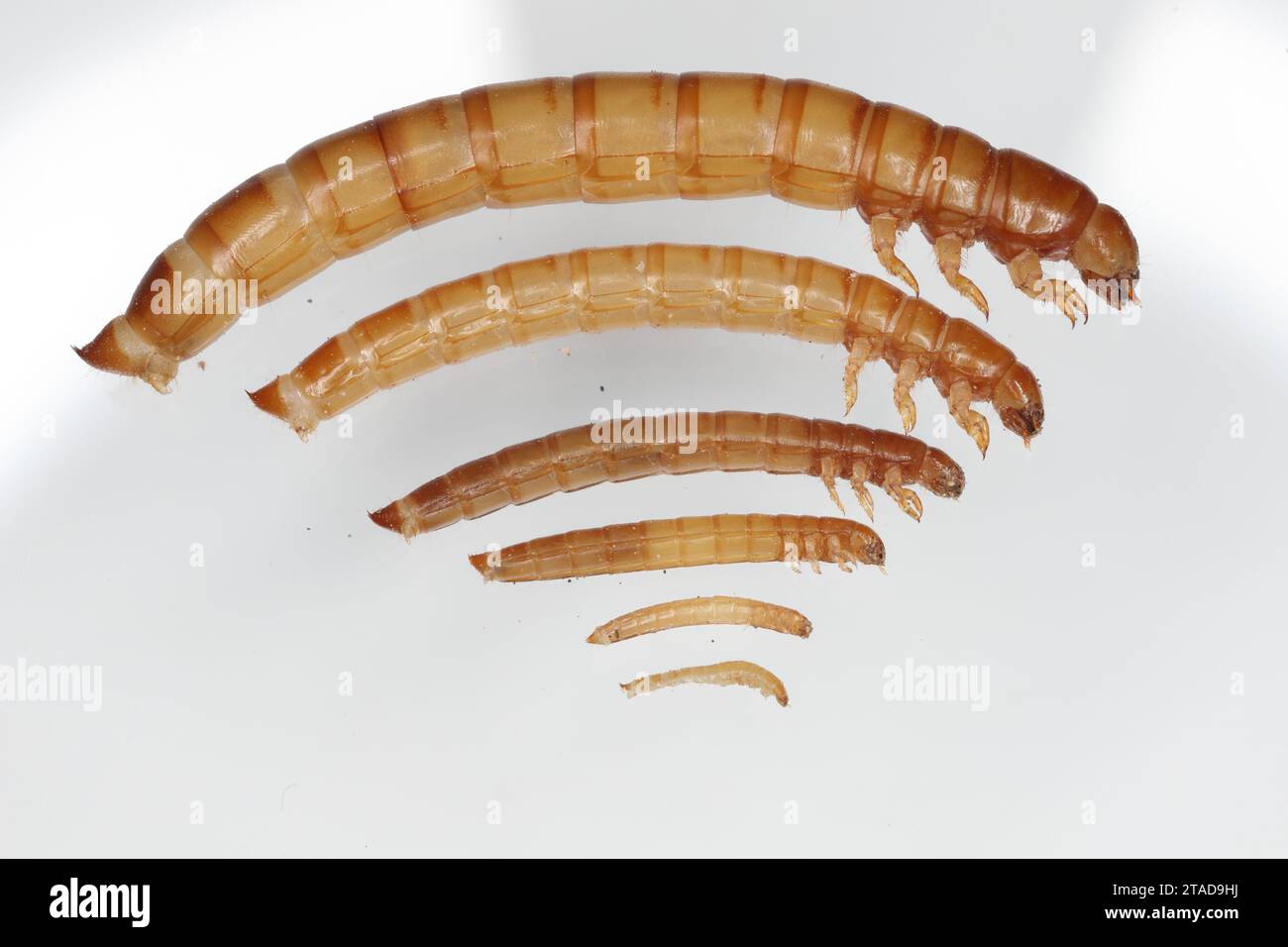 Darkling beetle Tenebrio molitor Larvae of different age and size on a ...