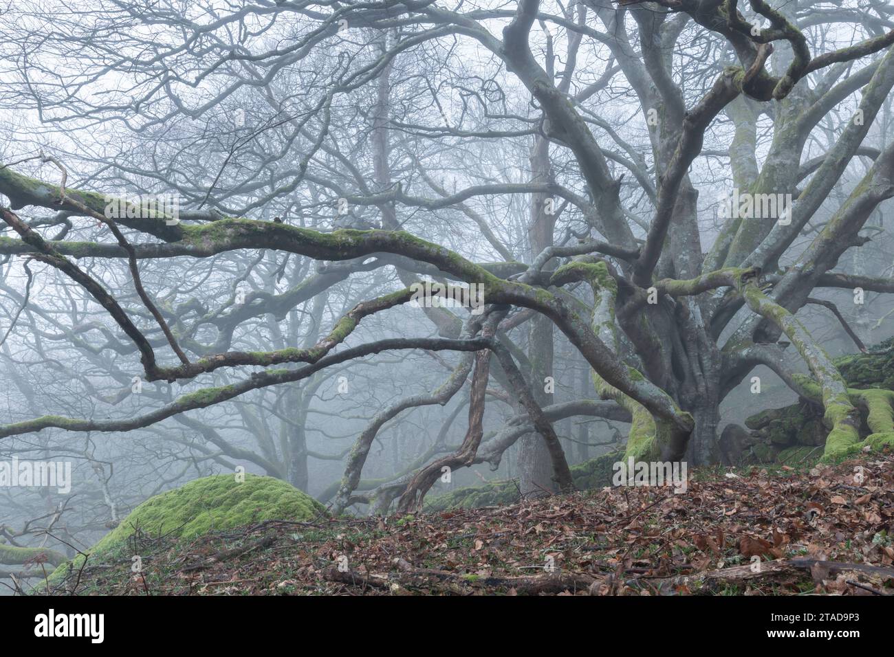 Magnificent, ancient beech tree in a foggy Dartmoor woodland, Devon ...