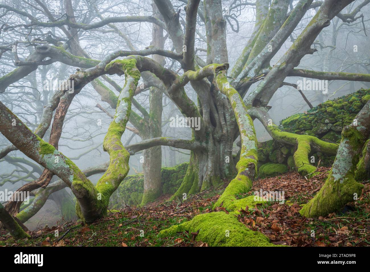 Magnificent, ancient beech tree in a foggy Dartmoor woodland, Devon ...