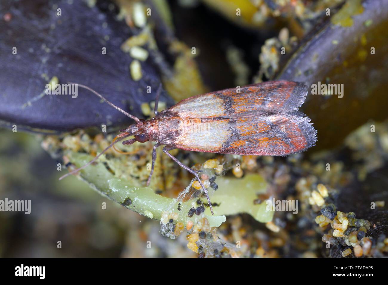 Indian meal moth, food moth, Plodia interpunctella Stock Photo - Alamy
