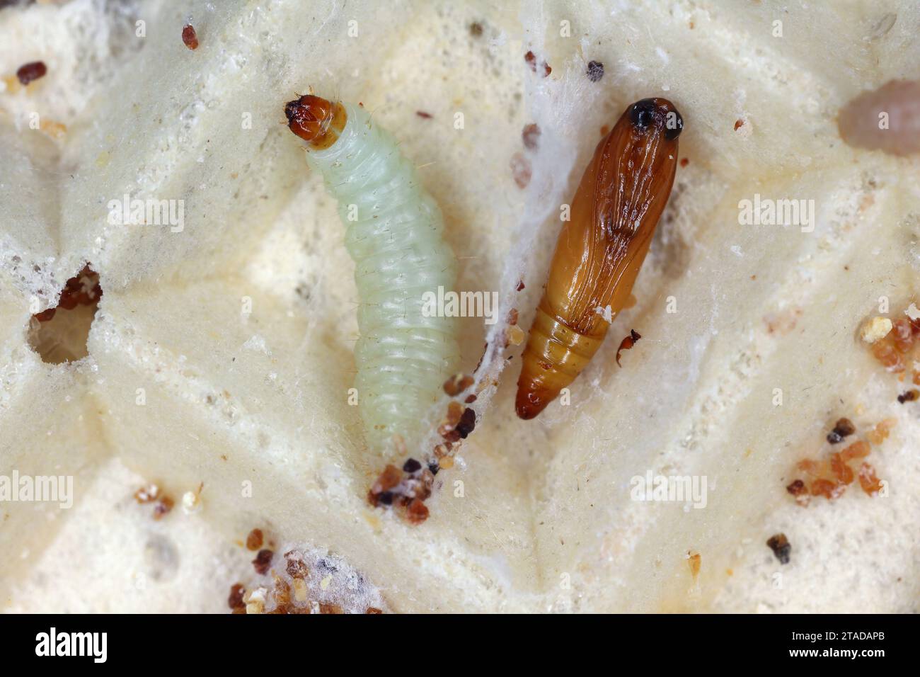 Indian Meal Moth of the species Plodia interpunctella. Caterpillar and ...