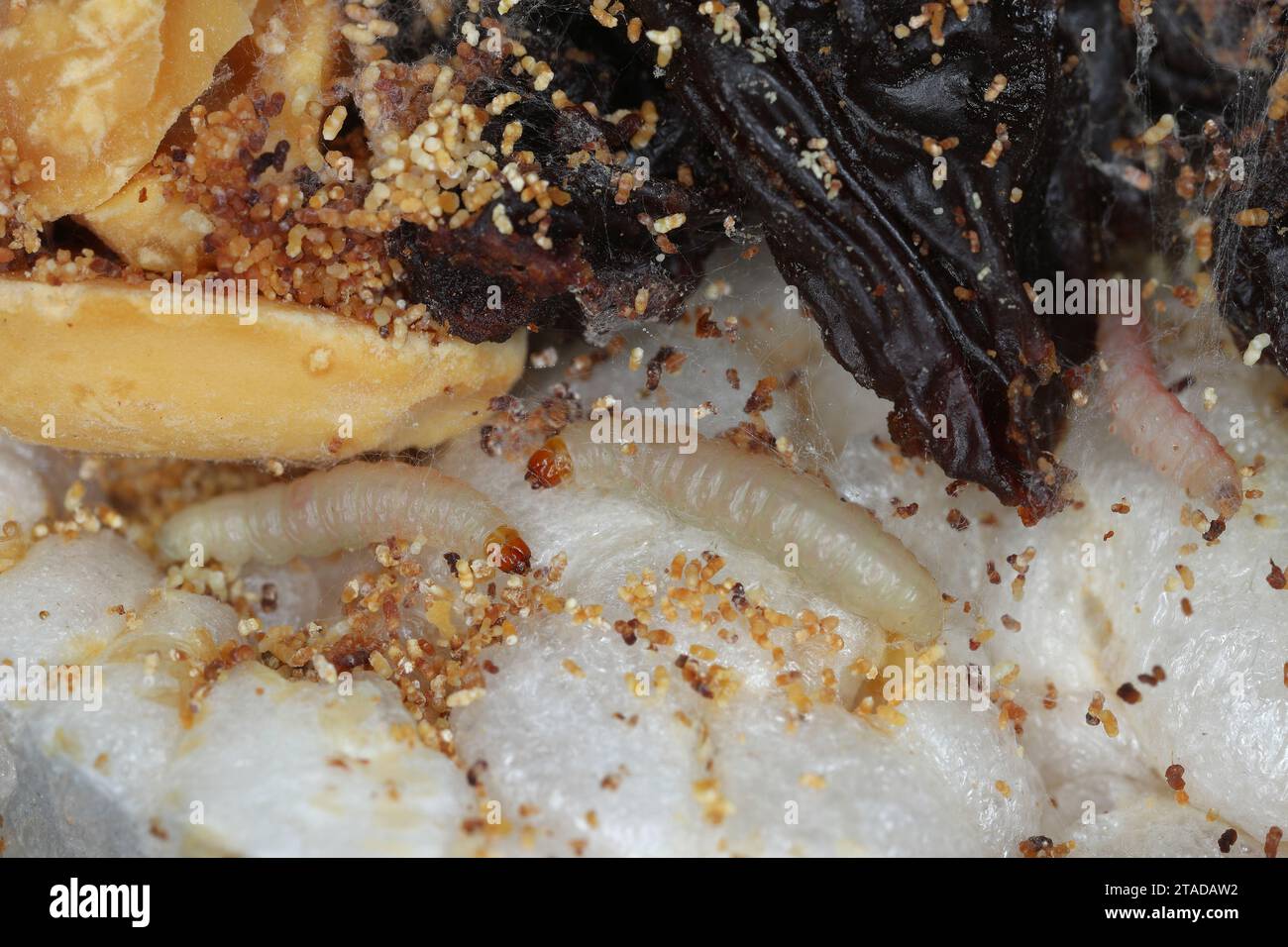Indian Meal Moth of the species Plodia interpunctella. Caterpillars on ...
