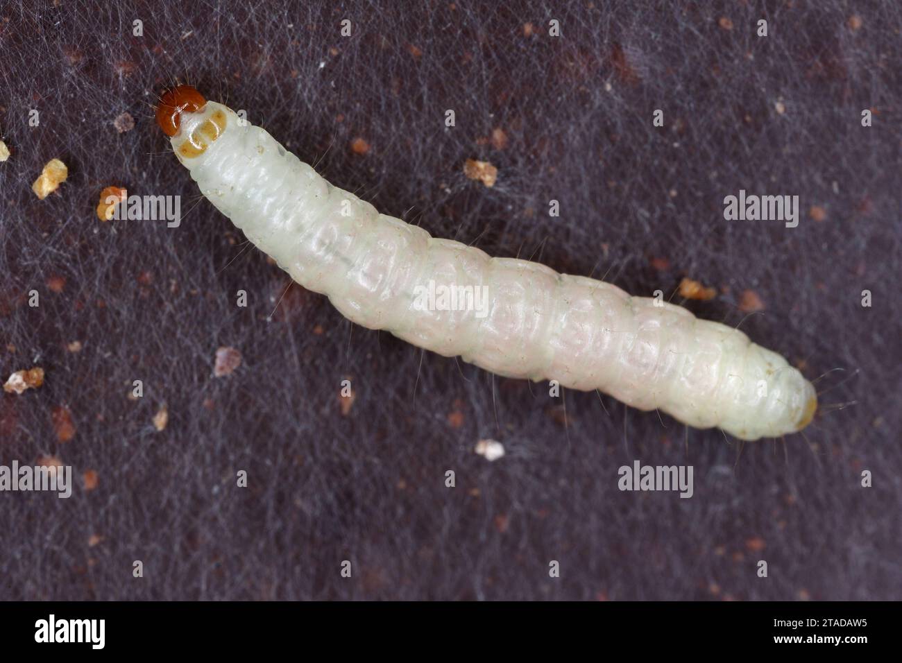 Indian Meal Moth of the species Plodia interpunctella. Caterpillar on ...