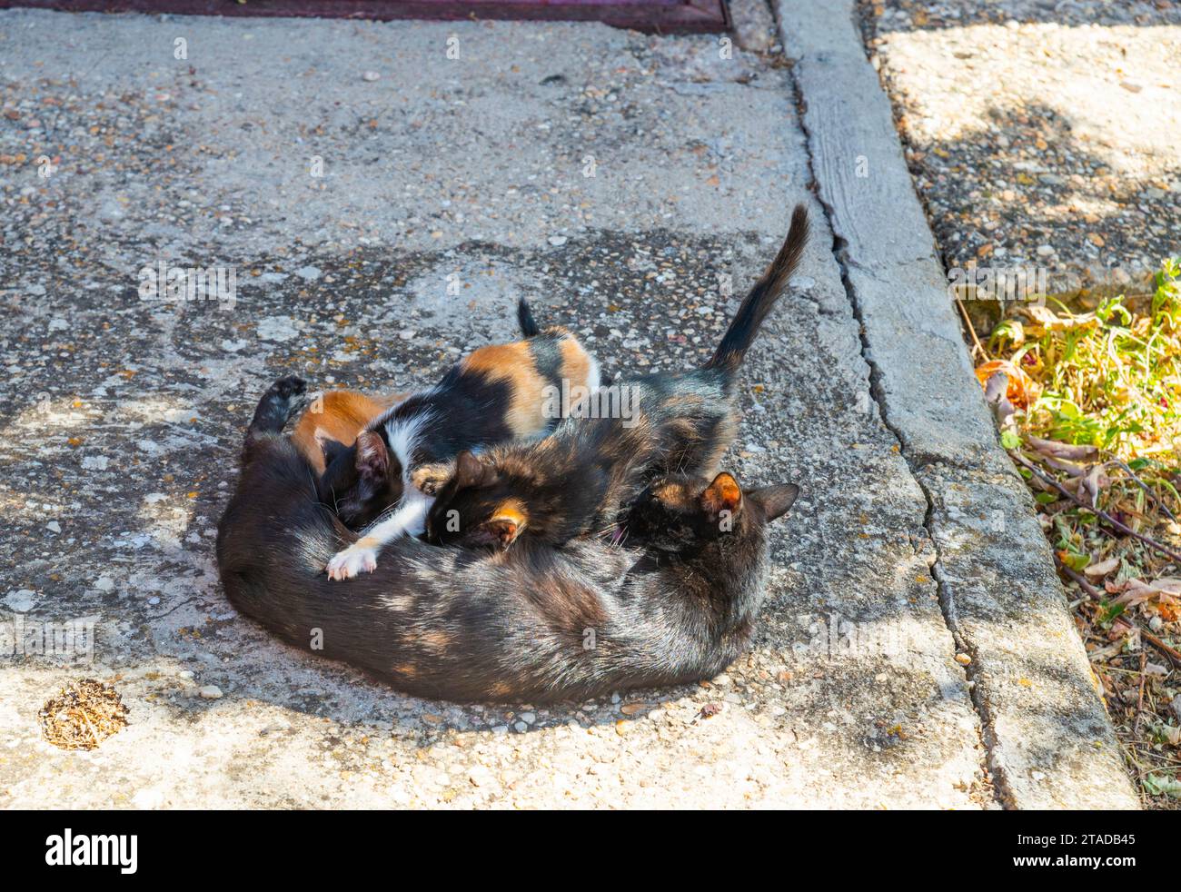 Carey cat nursing her kittens Stock Photo - Alamy