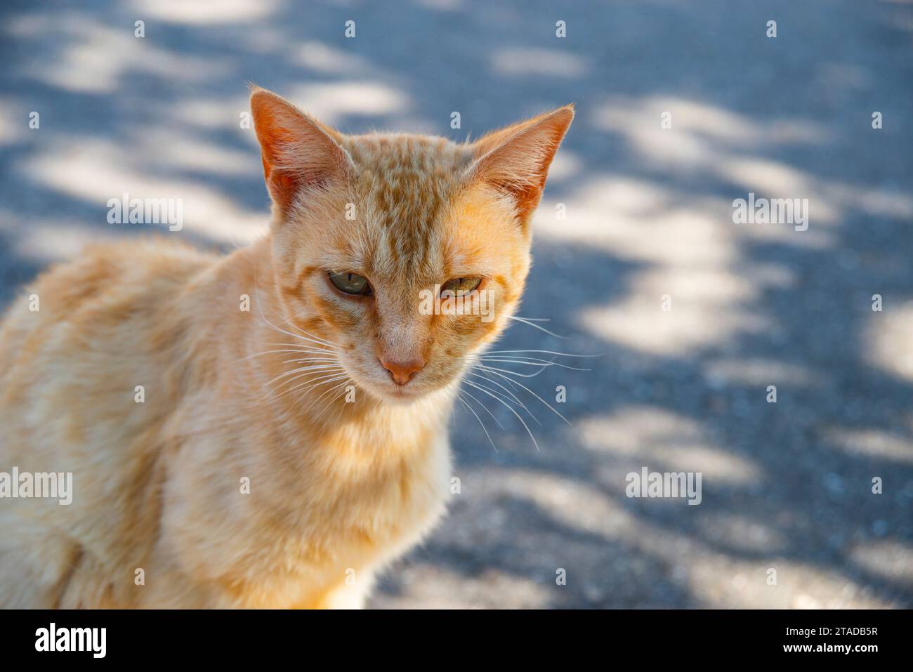 Orange tabby cat. Close view Stock Photo - Alamy