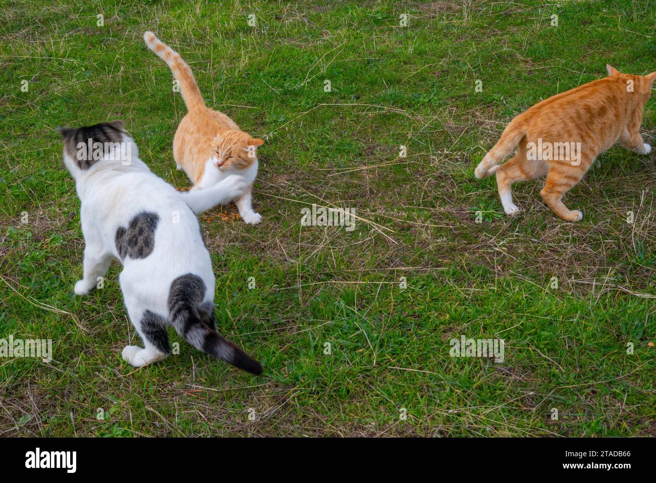 Competition Examples In Animals