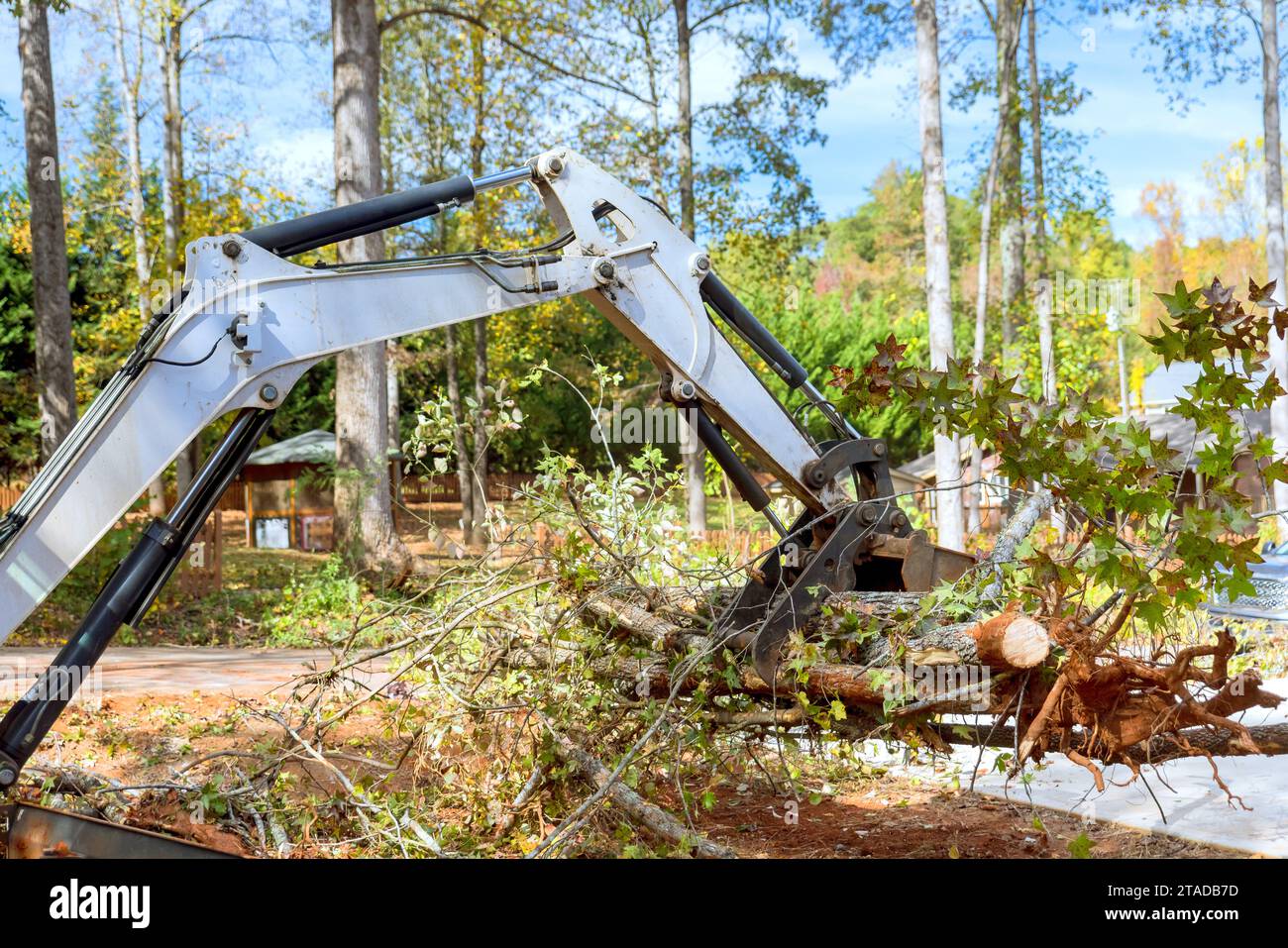 Skid steer tractor aids in tree clearing for housing complex ...