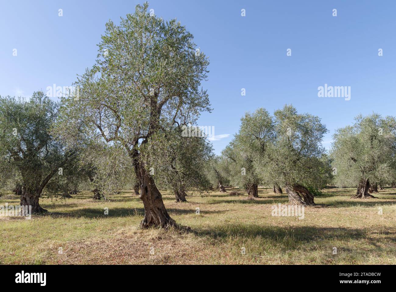 Grove of olive trees in Puglia, Italy Stock Photo - Alamy