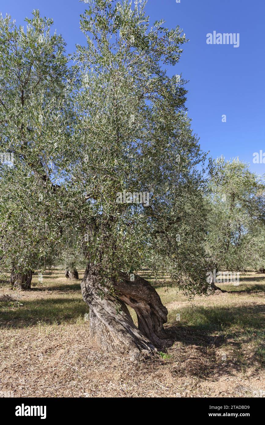Ancient gnarled olive tree, Puglia, Italy Stock Photo - Alamy