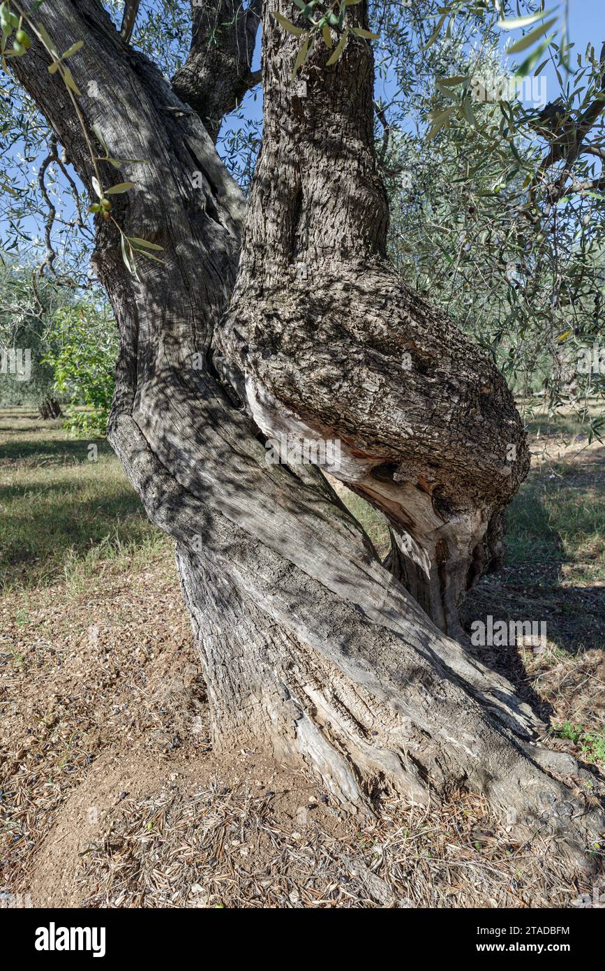 Tree trunk of centuries old olive tree, Puglia, Italy Stock Photo - Alamy