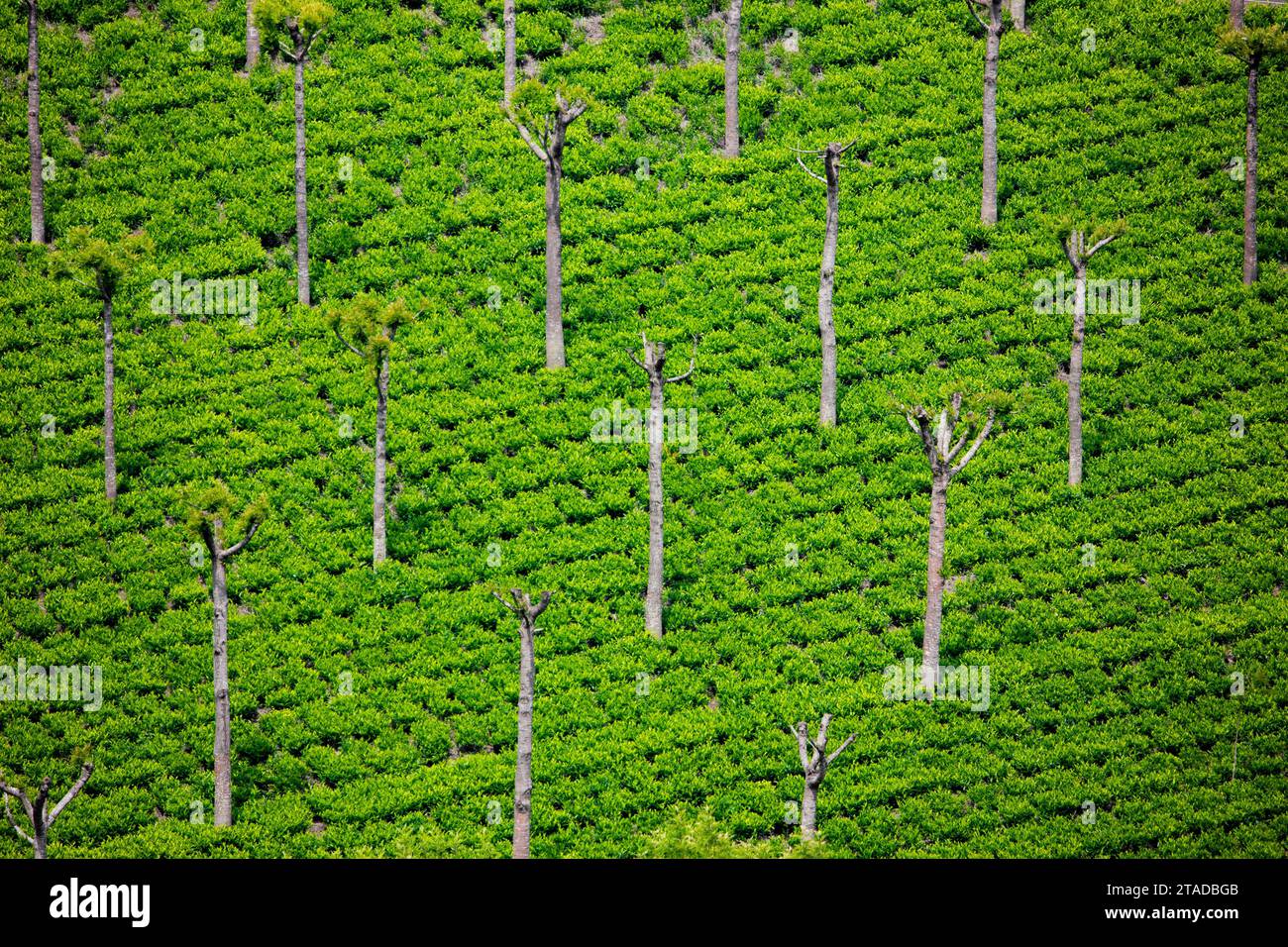 Tea Plantation Green matte Stock Photo - Alamy