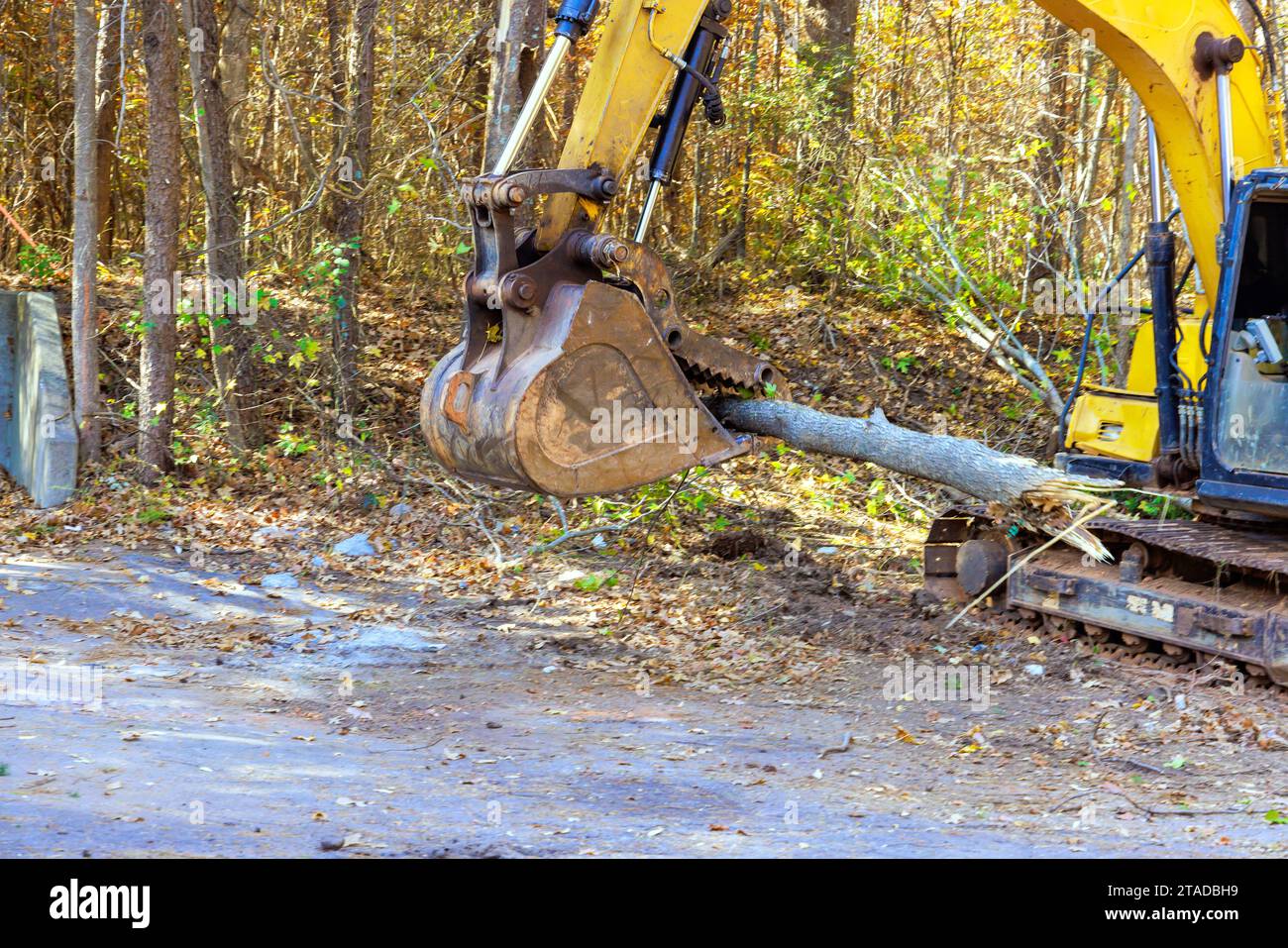 Contractor uproots trees with tractor in forest at preparation for ...