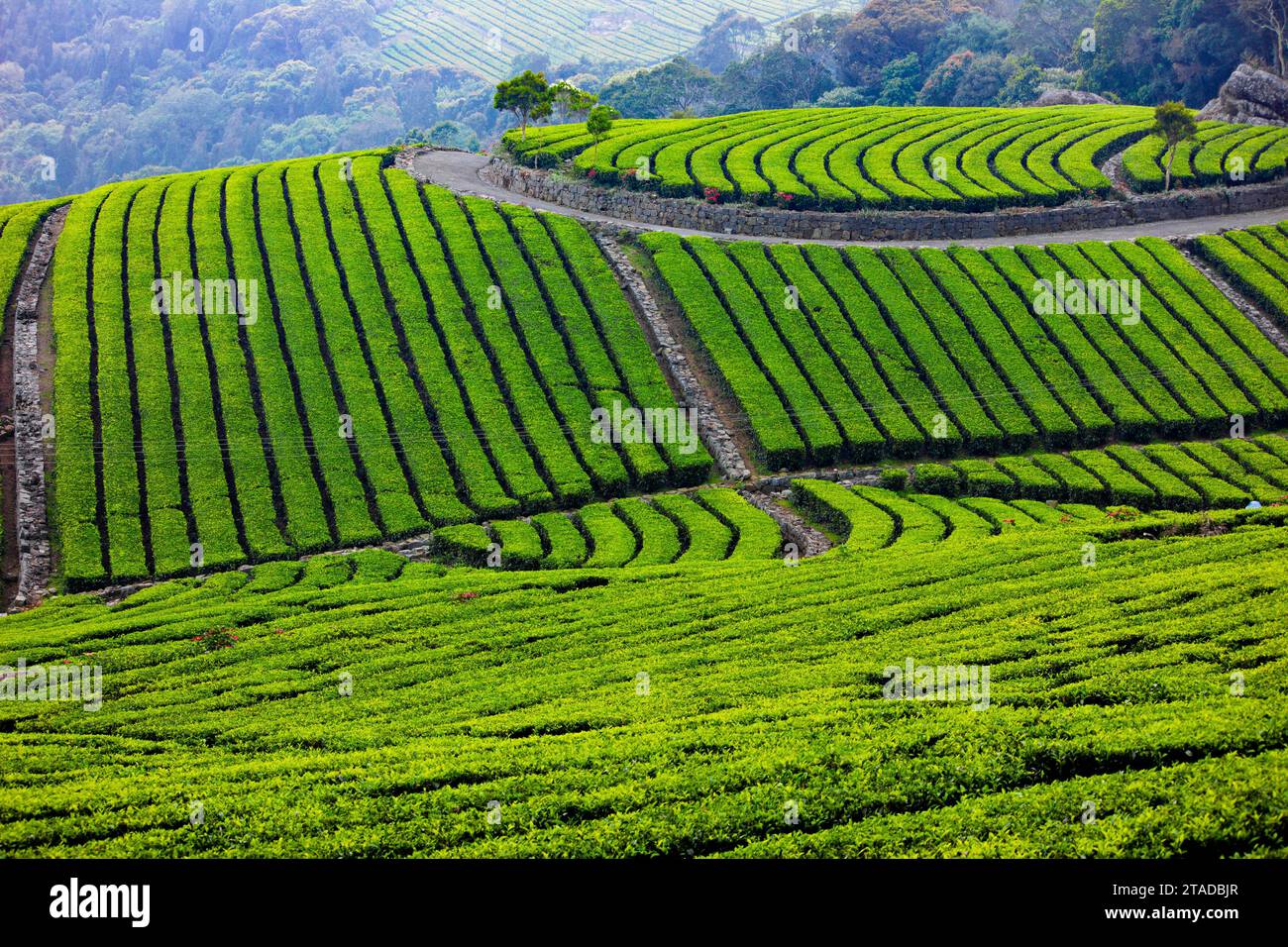 Green matte hi-res stock photography and images - Alamy