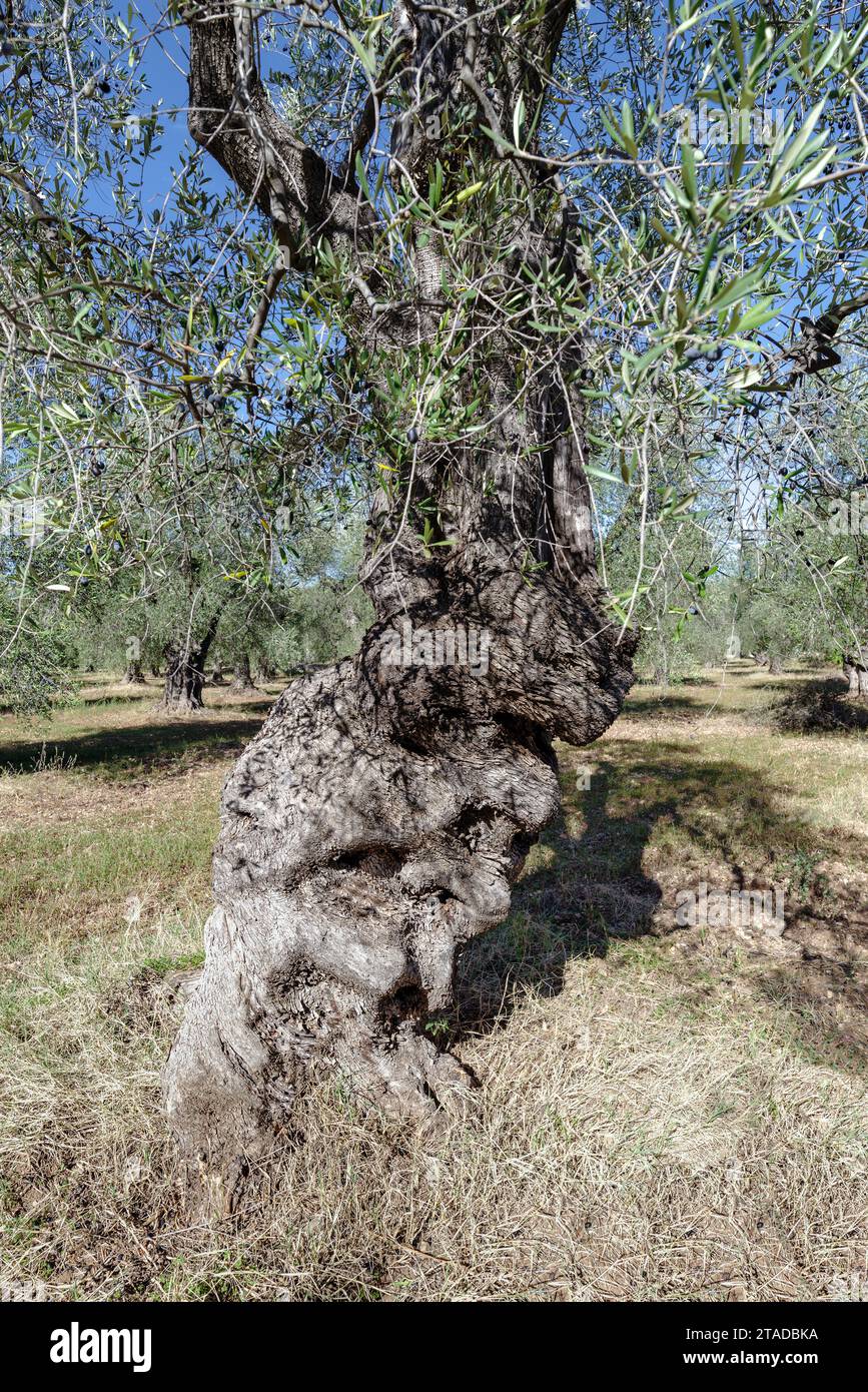 Tree trunk of centuries old olive tree, Puglia, Italy Stock Photo - Alamy