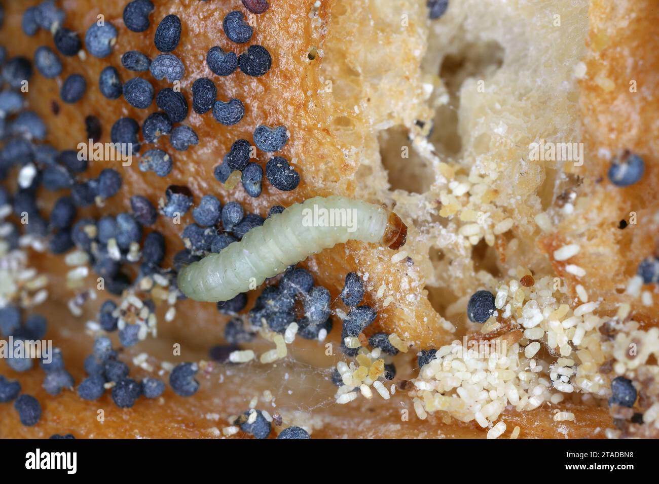 Indian Meal Moth of the species Plodia interpunctella. Caterpillar on a ...