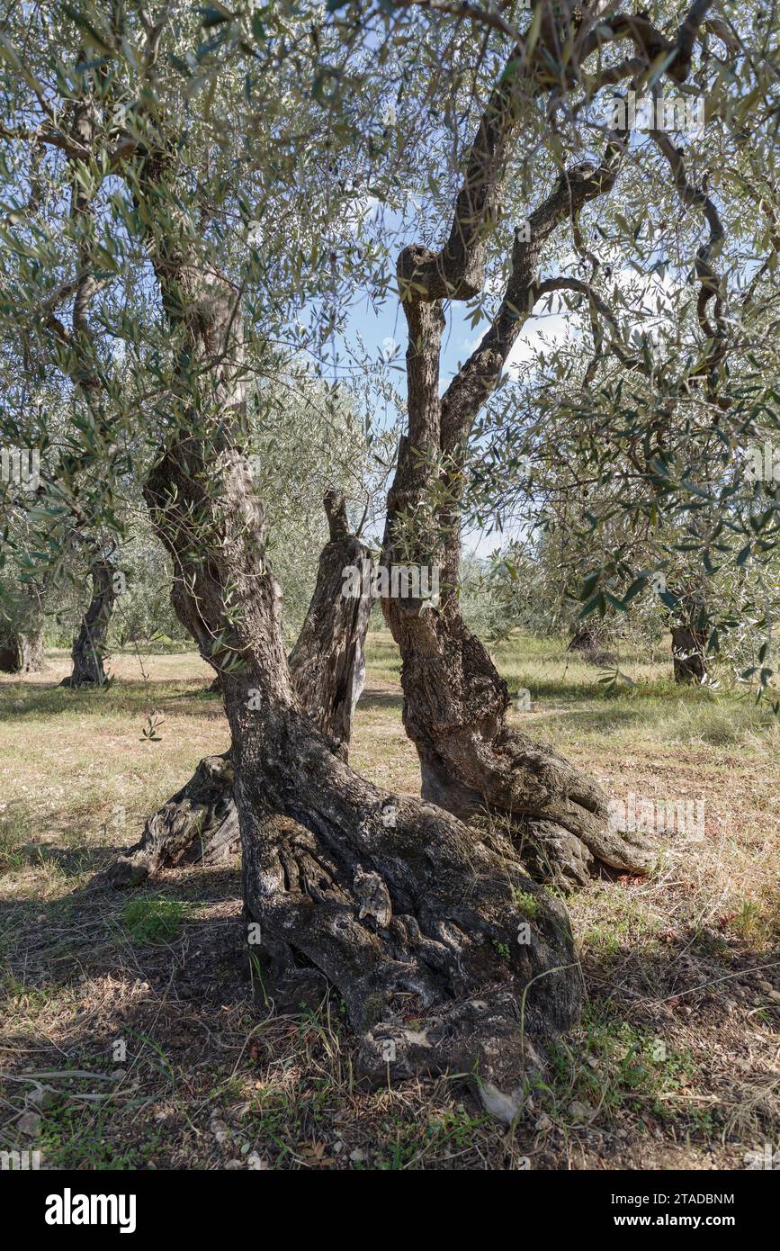 Tree trunk of ancient olive tree, Puglia, Italy Stock Photo - Alamy