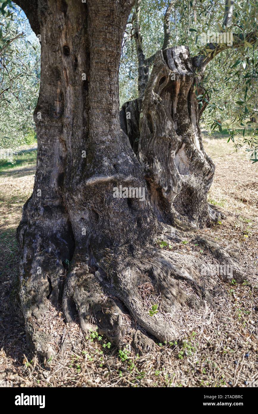 Tree trunk of centuries old olive tree, Puglia, Italy Stock Photo - Alamy