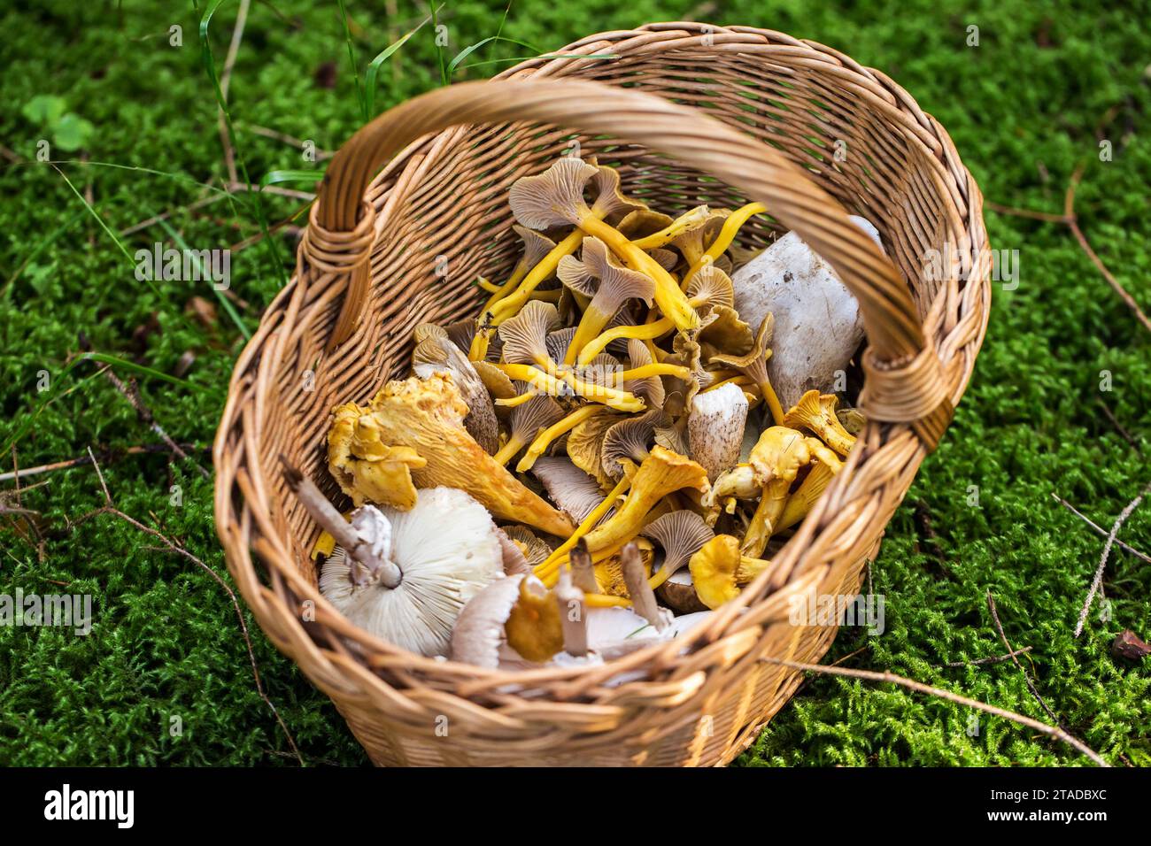 Mushroom collection in forest with a basket full of diverse edible ...
