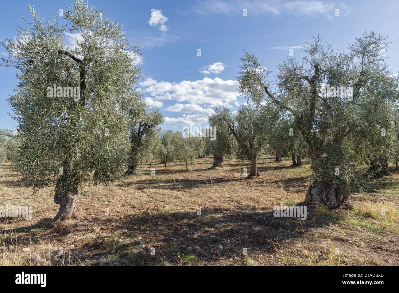 Grove of olive trees in Puglia, Italy Stock Photo - Alamy