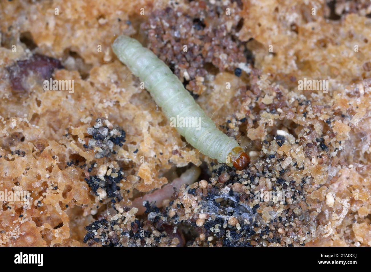 Indian Meal Moth of the species Plodia interpunctella. Caterpillar on ...