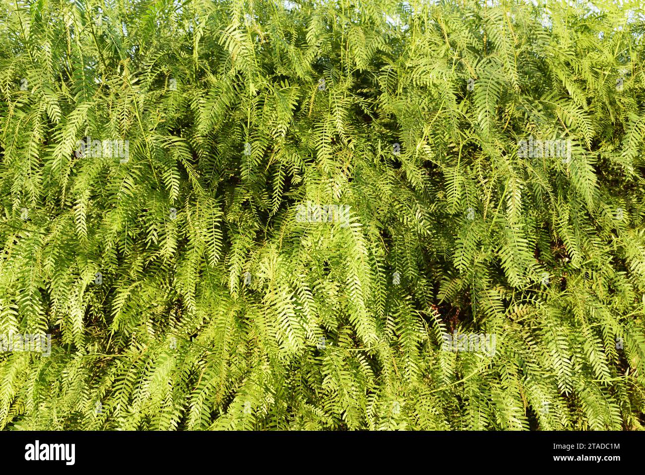 non edited photo of peppercorn tree with fine foliage Schinus areira ...