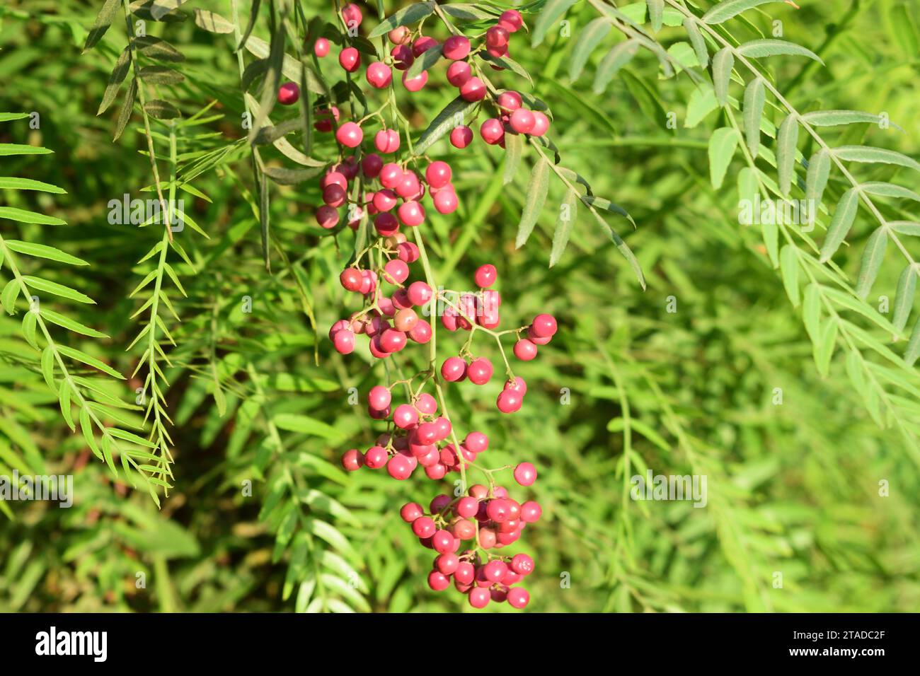 Close up view of false pepper tree leaves. Schinus molle. California pepper tree. Peruvian ...