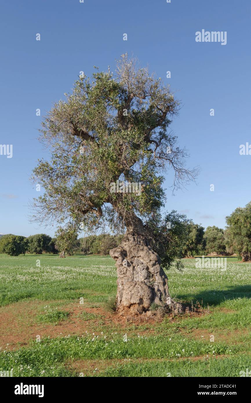 Ancient gnarled olive tree, Puglia, Italy Stock Photo - Alamy