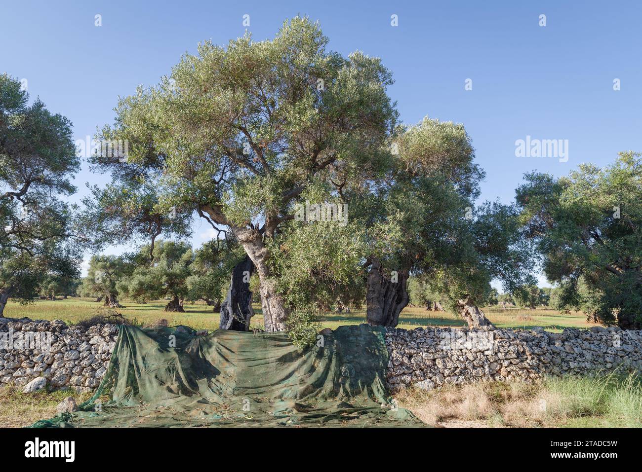 Beating tree trunk hi-res stock photography and images - Alamy