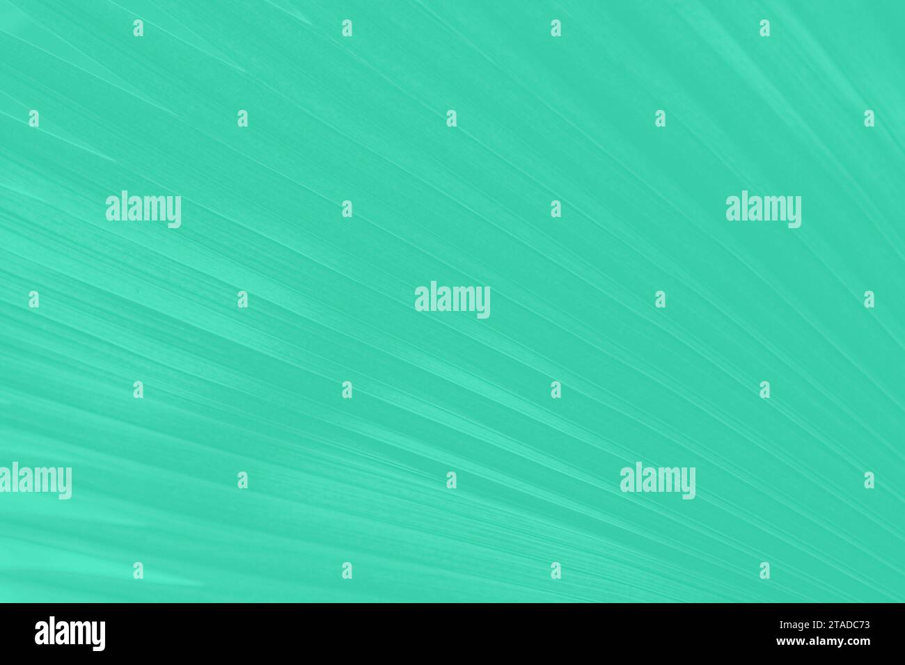 Abstract cold green background with palm leaves lines pattern Stock ...