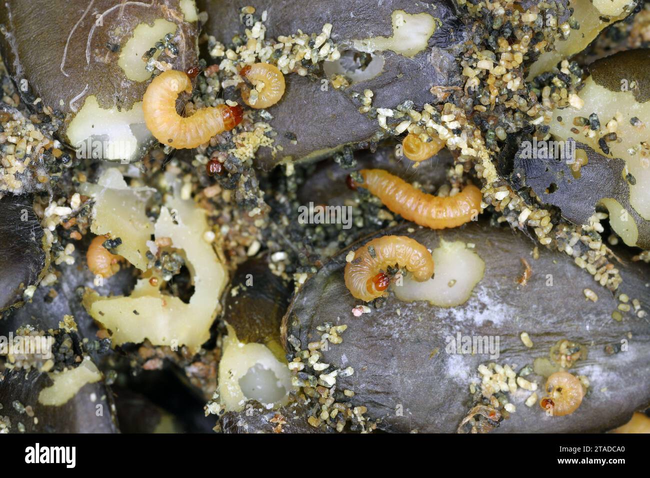 Indian meal moth or mealmoth (Plodia interpunctella), caterpillar in ...