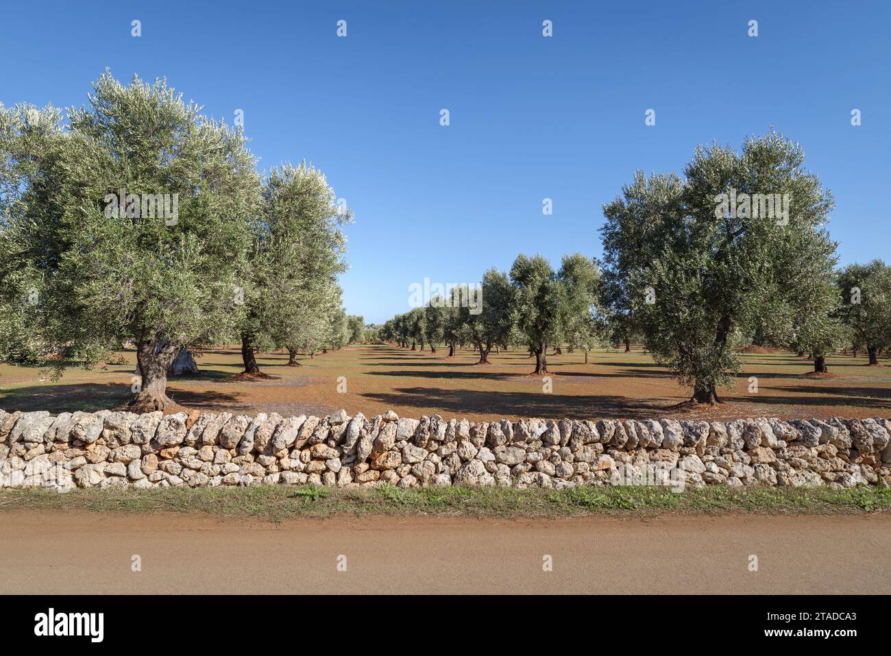 Grove of olive trees in Puglia, Italy Stock Photo - Alamy