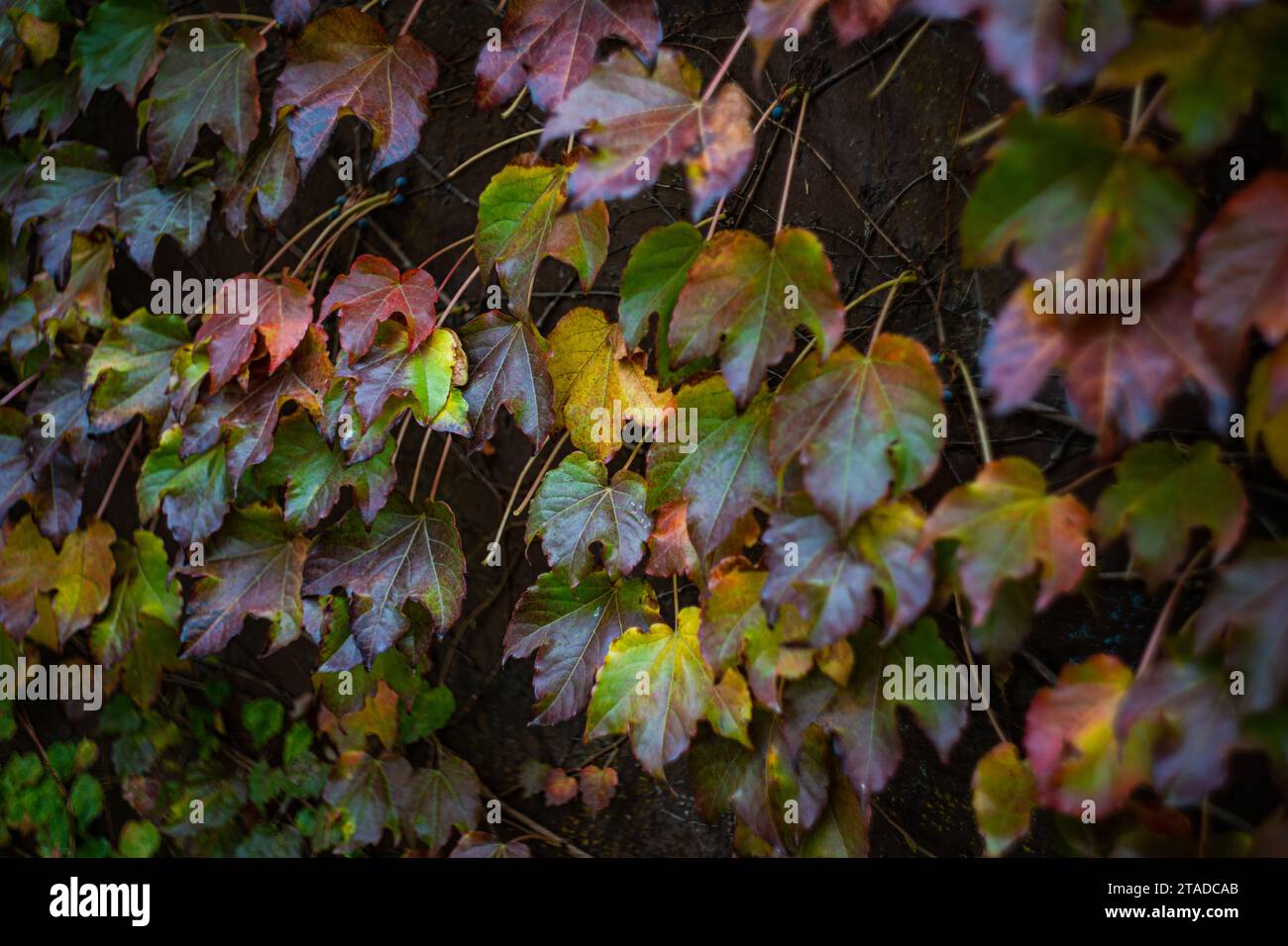 Yellow red grape leaves hi-res stock photography and images - Alamy