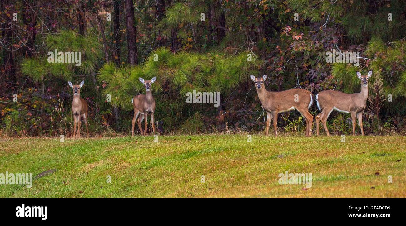 White Tail Deer in a meadow in North Carolina Stock Photo - Alamy